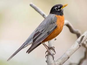 Round Robin – Learn at a Distance